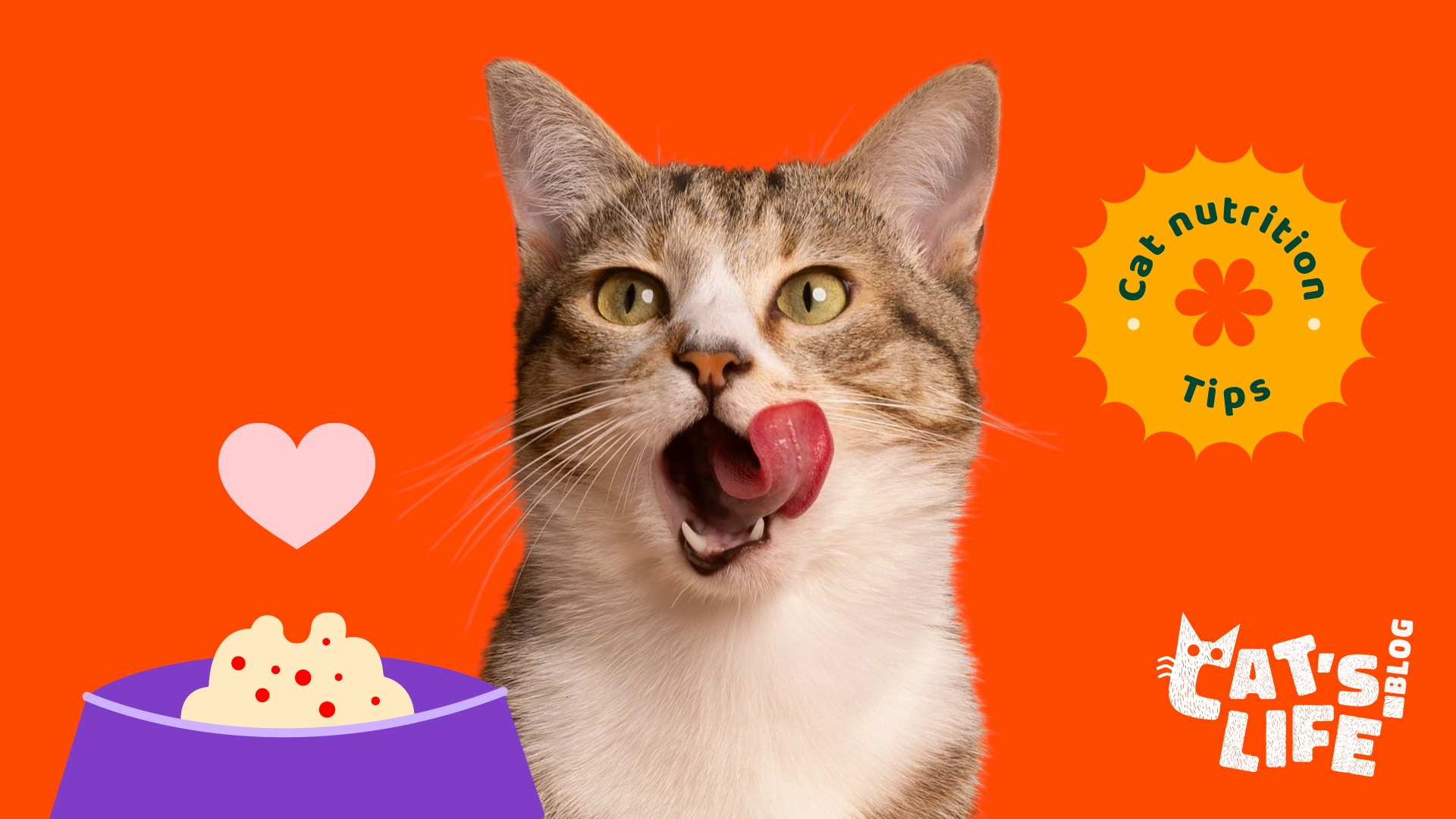 Expert Cat Nutrition Tips: A Comprehensive Guide to Feline Wellness