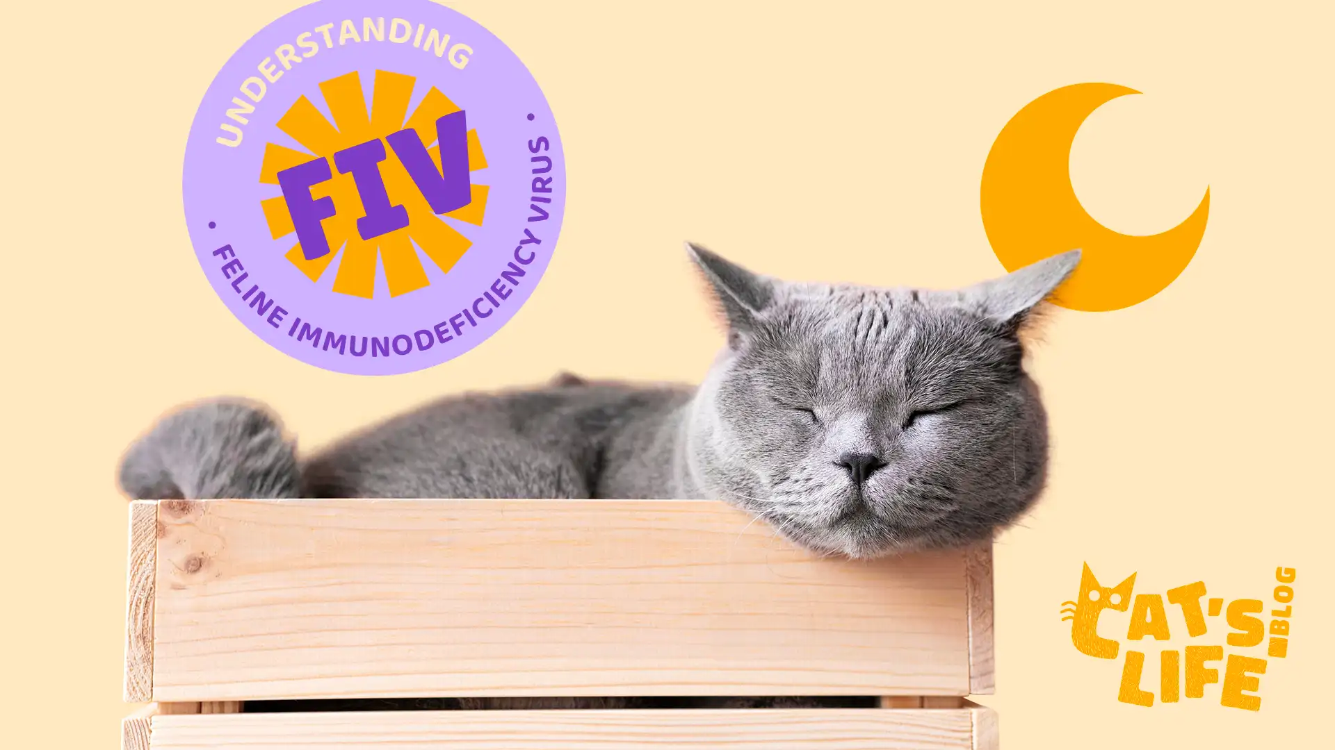 Understanding Feline Immunodeficiency Virus (FIV) - Cat's Life